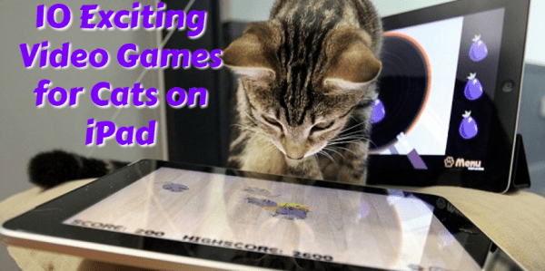 10 Exciting Video Games for Cats on iPad | Free apps for Android and iOS