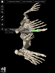 12 Best Anatomy apps for Android & IOS | Freeappsforme - Free apps for ...
