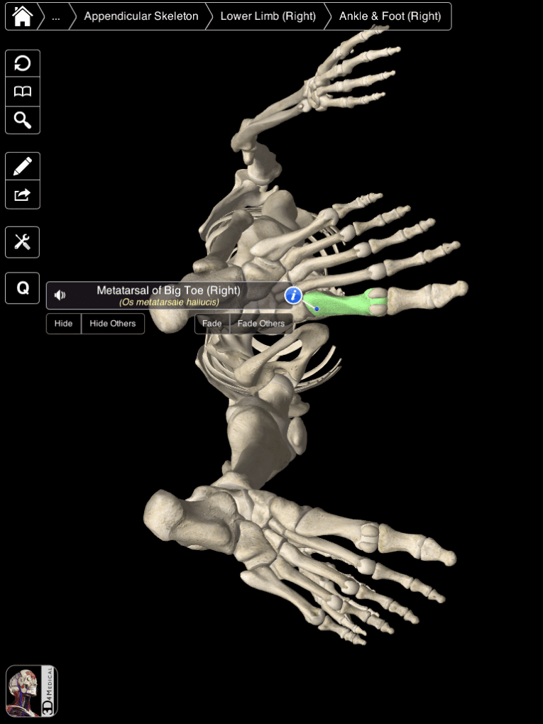 12 Best Anatomy apps for Android & IOS | Freeappsforme - Free apps for ...