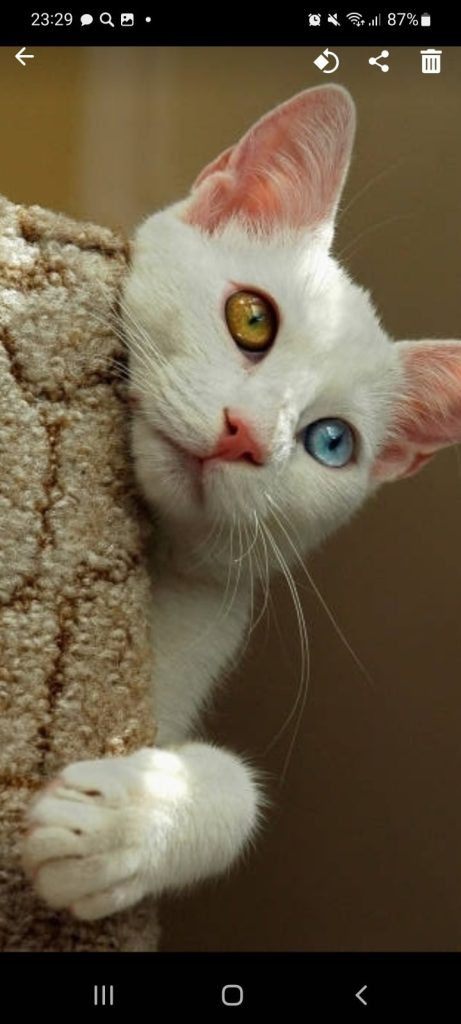 17 Best Photo Zoom Apps for Android & iOS | Freeappsforme - Free apps ...