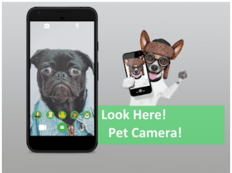 7 Best pet camera apps for Android & iOS | Free apps for Android and iOS