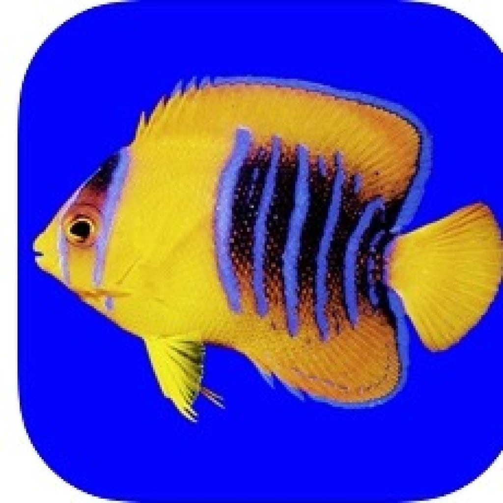 7 Best Fish Identification Apps for Android & iOS | Free apps for ...