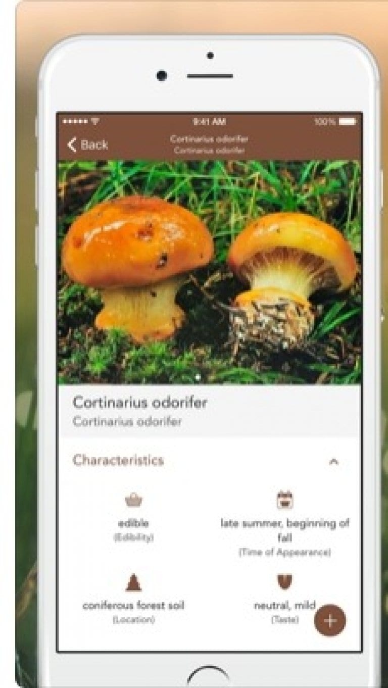 7 Best Mushrooms Identification Apps for Android & iOS | Freeappsforme - Free apps for Android ...