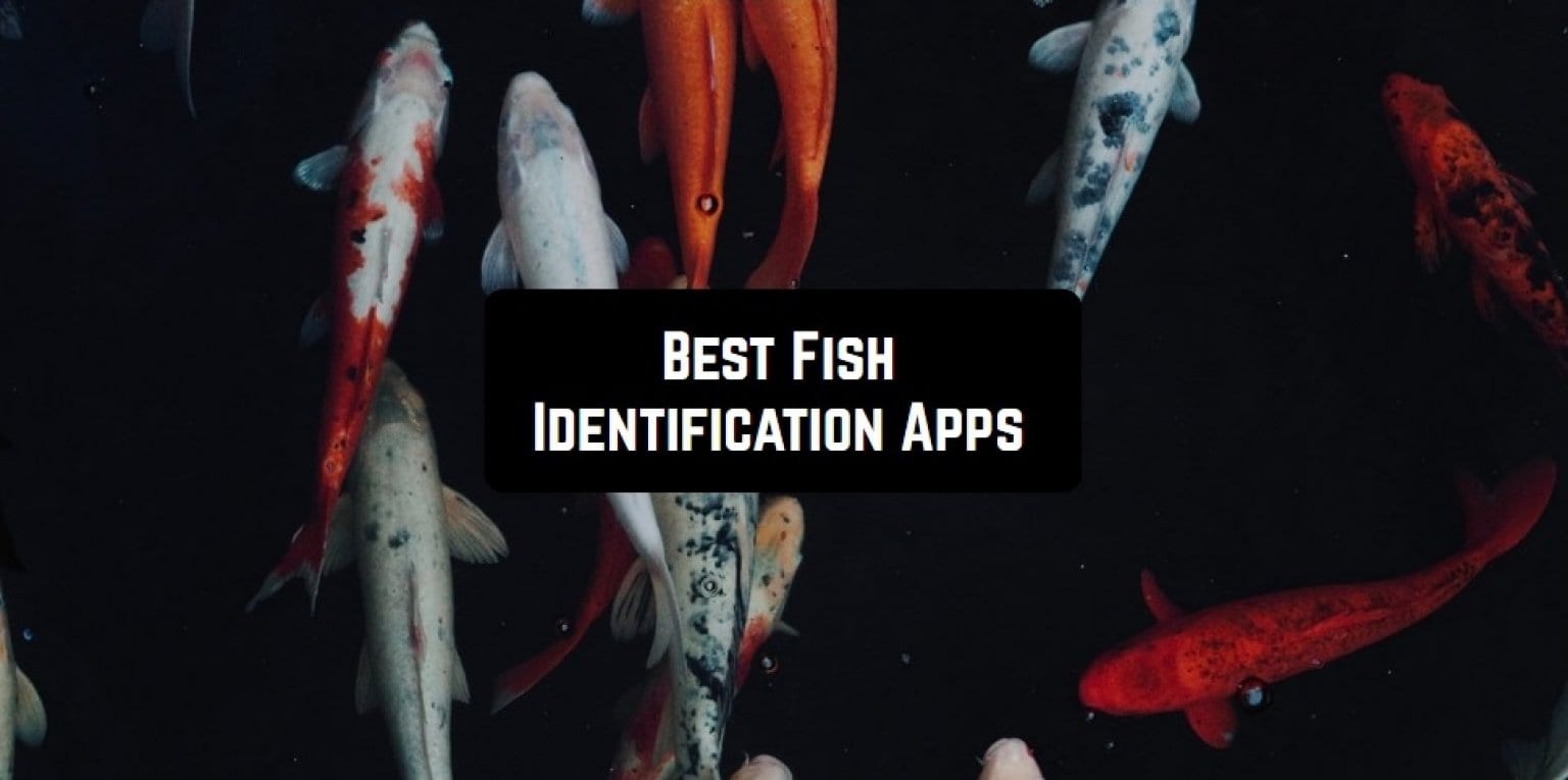 7 Best Fish Identification Apps for Android & iOS | Free apps for ...