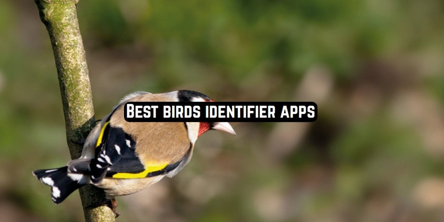 7 Best bird identifier apps for Android & iOS | Freeappsforme - Free ...