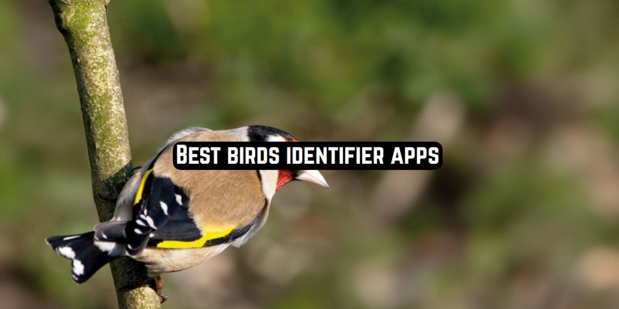 7 Best bird identifier apps for Android & iOS | Freeappsforme - Free ...