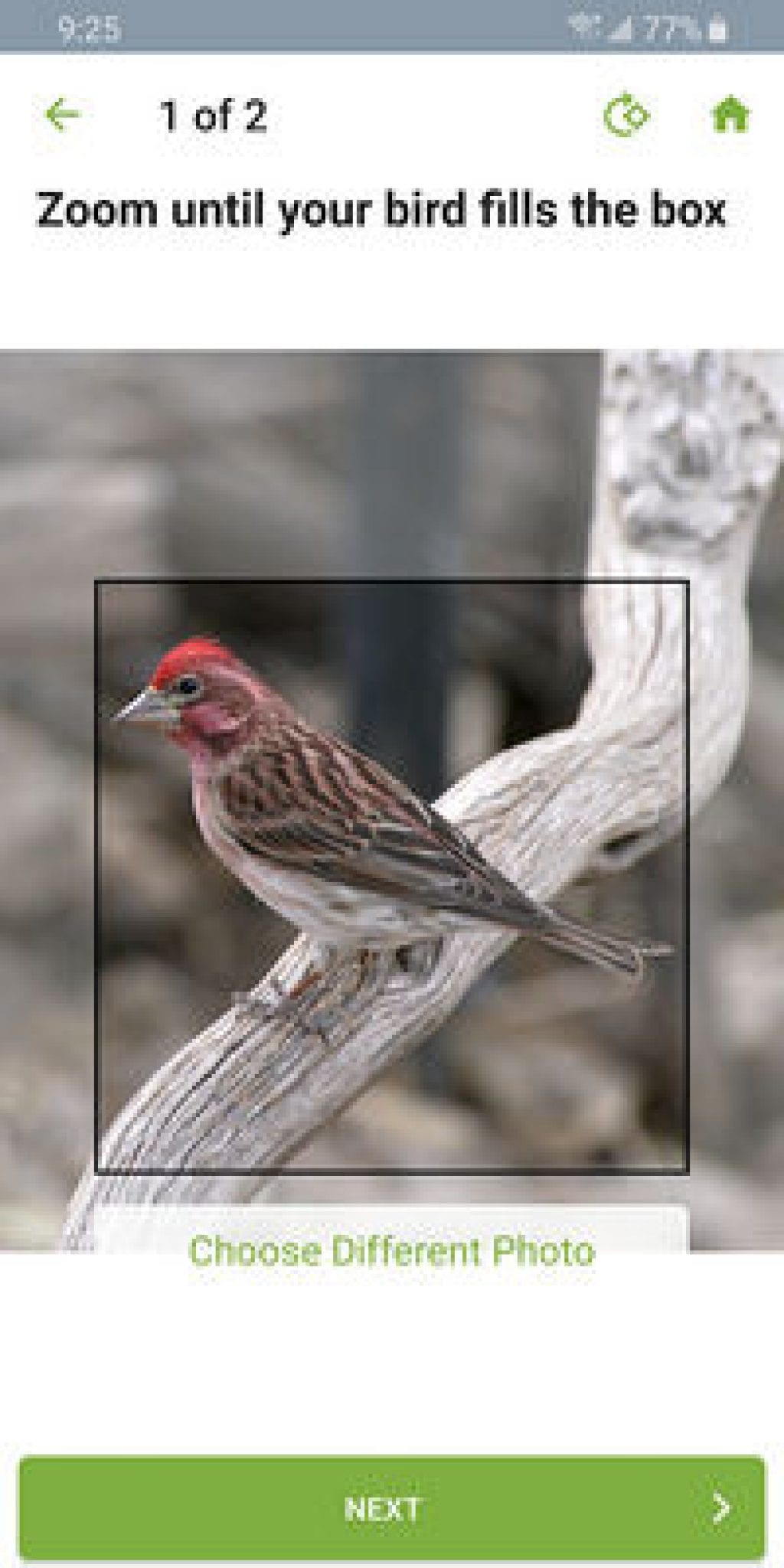 7 Best bird identifier apps for Android & iOS | Freeappsforme - Free ...