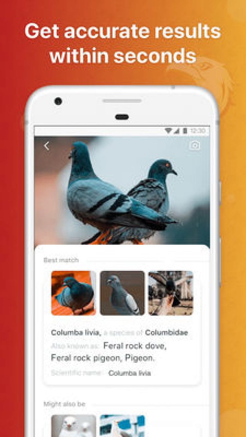 7 Best bird identifier apps for Android & iOS | Freeappsforme - Free ...