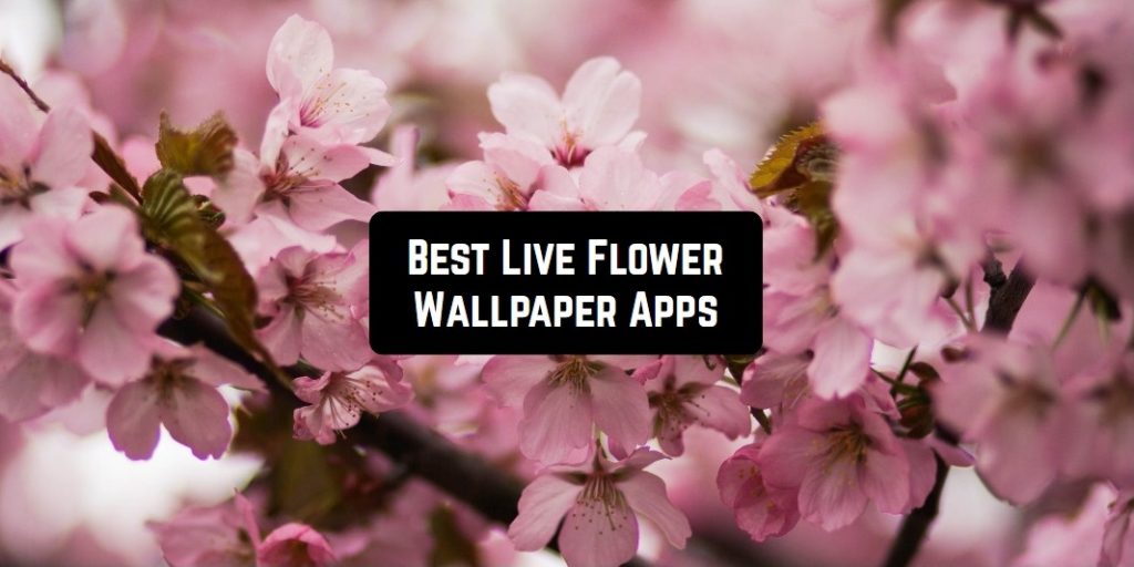 8 Best Live Flower Wallpaper Apps for Android & iOS | Freeappsforme ...
