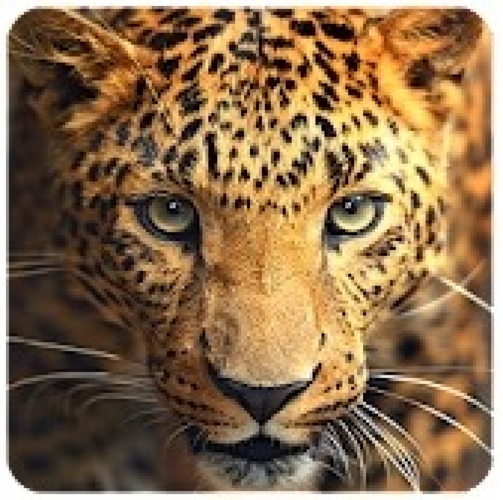 7 Free Live Animal Wallpaper Apps for Android | Freeappsforme - Free ...