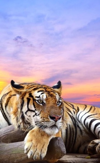 7 Free Live Animal Wallpaper Apps for Android | Freeappsforme - Free ...