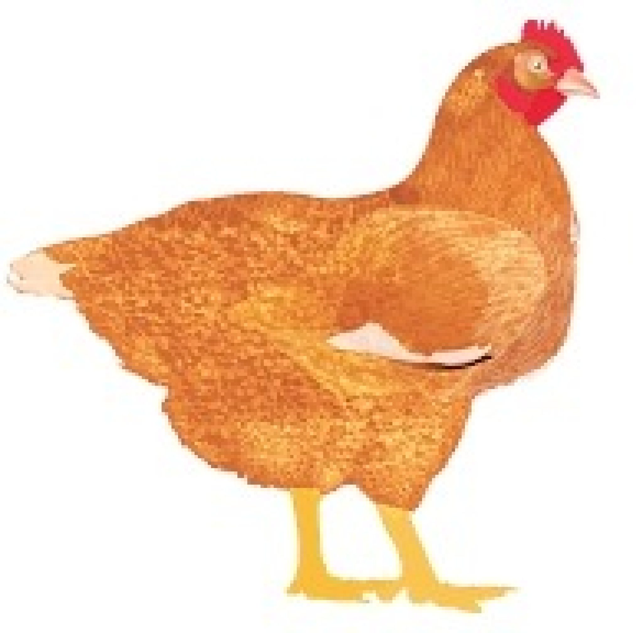 6 Best Poultry Management Apps for Android & iOS | Freeappsforme - Free ...