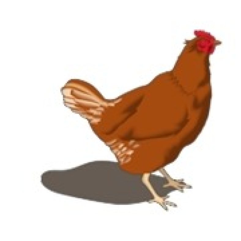 6 Best Poultry Management Apps for Android & iOS | Freeappsforme - Free ...