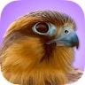 7 Best Bird Identification Apps for Android & iOS | Freeappsforme ...