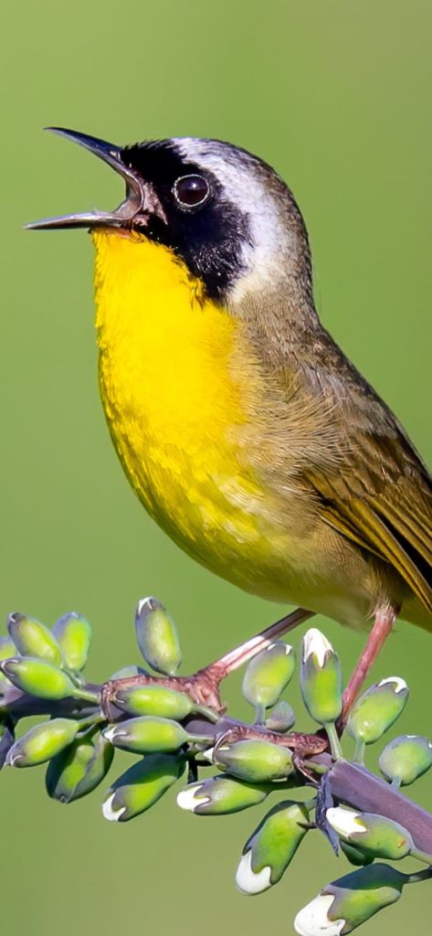 7 Best Bird Identification Apps for Android & iOS | Freeappsforme ...