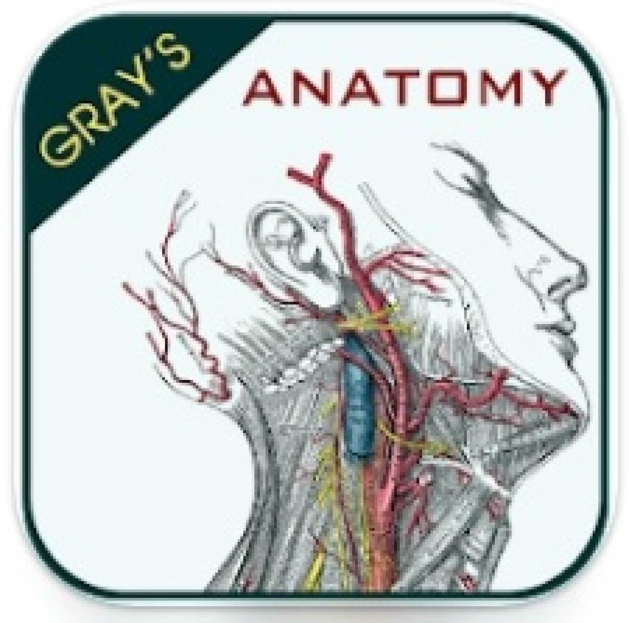 7 Free Muscle Anatomy Apps For Android & iOS | Free apps for Android ...