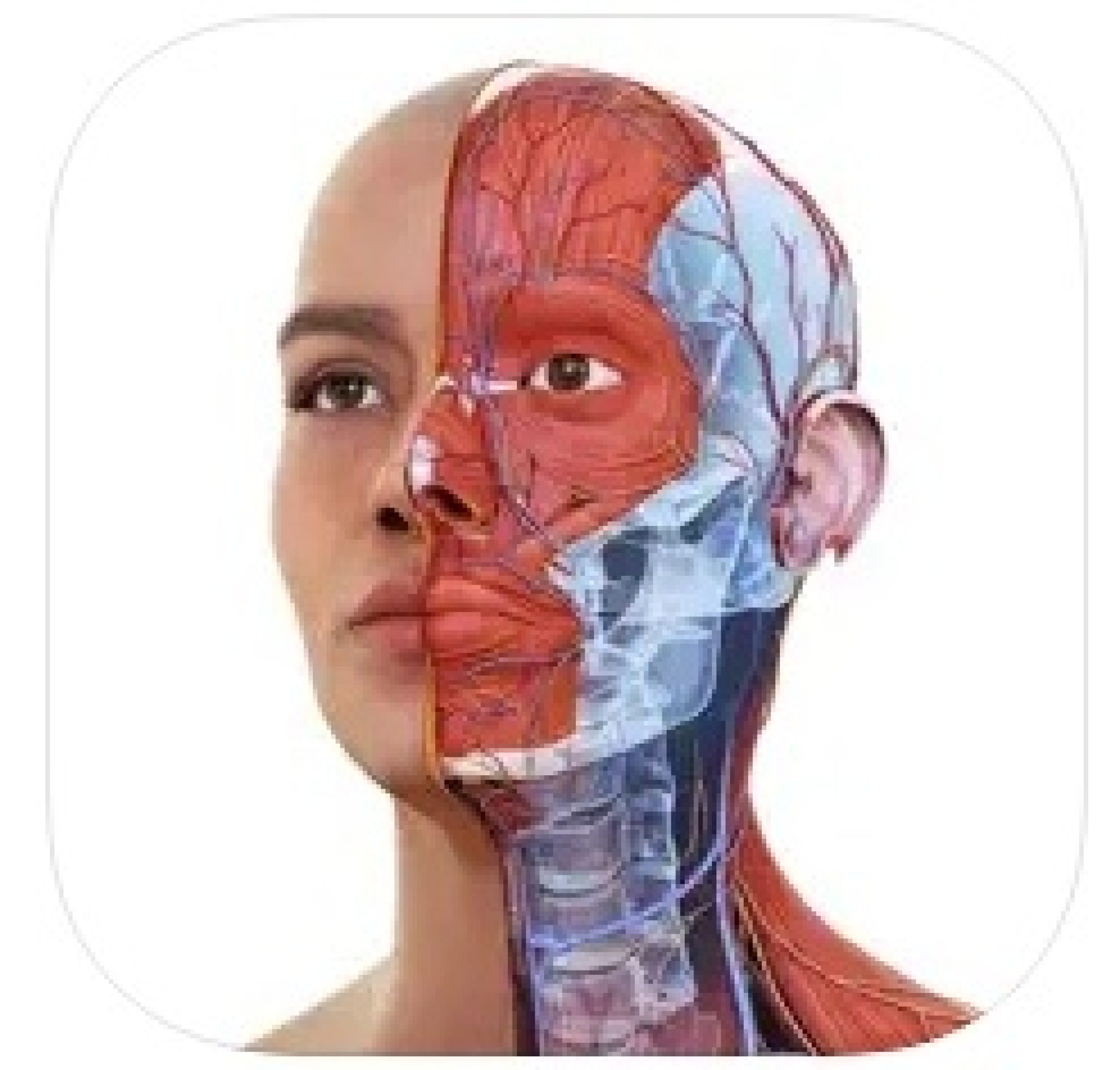 7 Free Muscle Anatomy Apps For Android & iOS | Free apps for Android ...