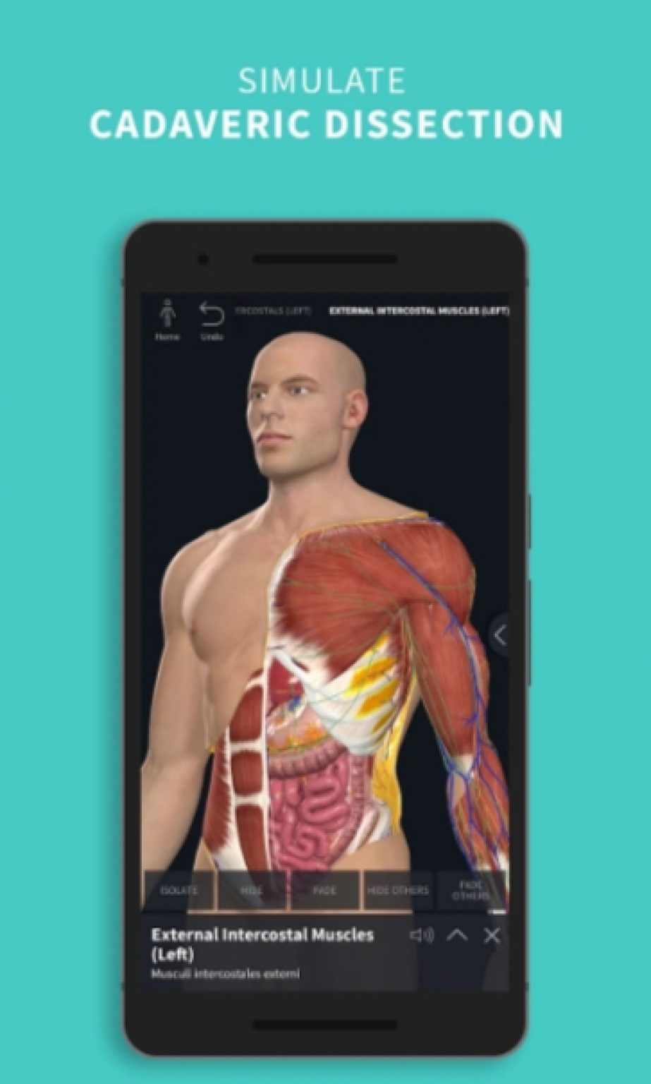 7 Free Muscle Anatomy Apps For Android & iOS | Free apps for Android ...