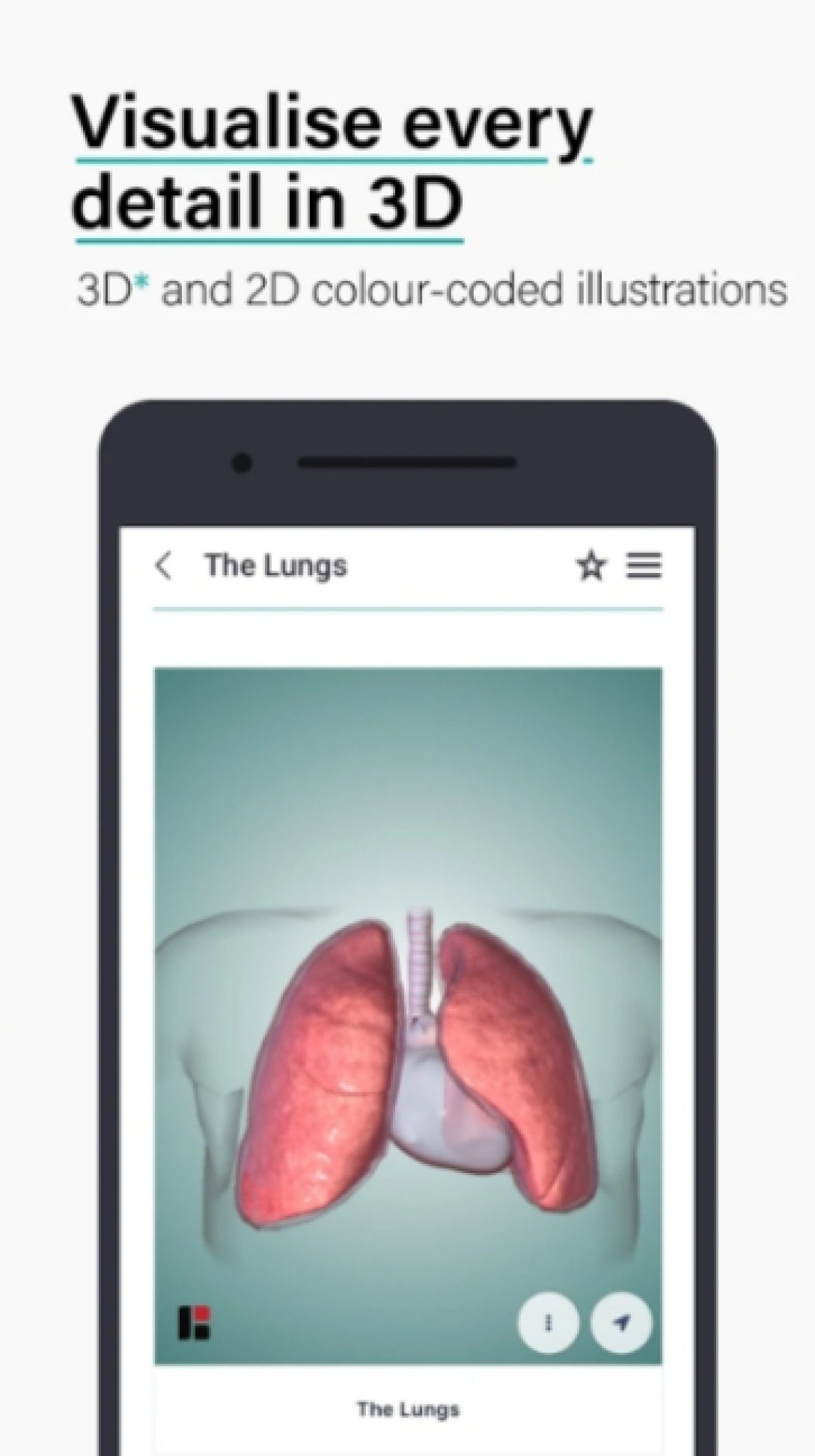 7 Free Muscle Anatomy Apps For Android & iOS | Free apps for Android ...