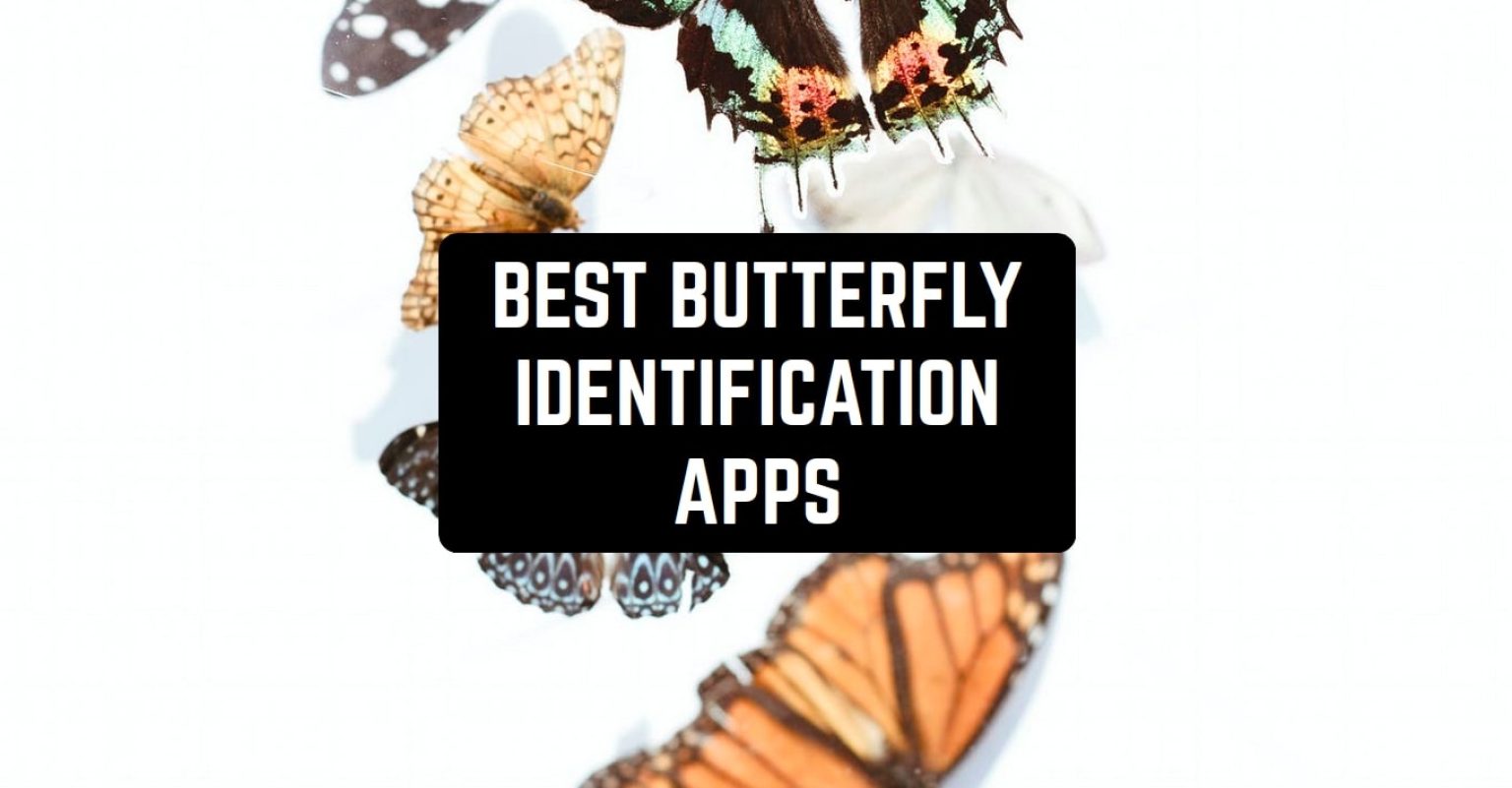 7 Best Butterfly Identification Apps for Android & iOS | Freeappsforme ...