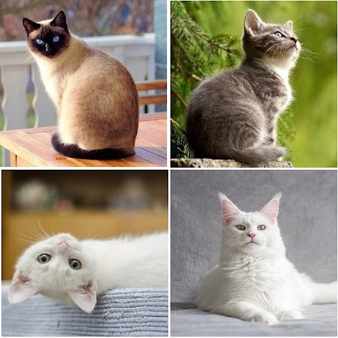 8 Best Cat Breed Identifier Apps for Android & iOS | Freeappsforme ...