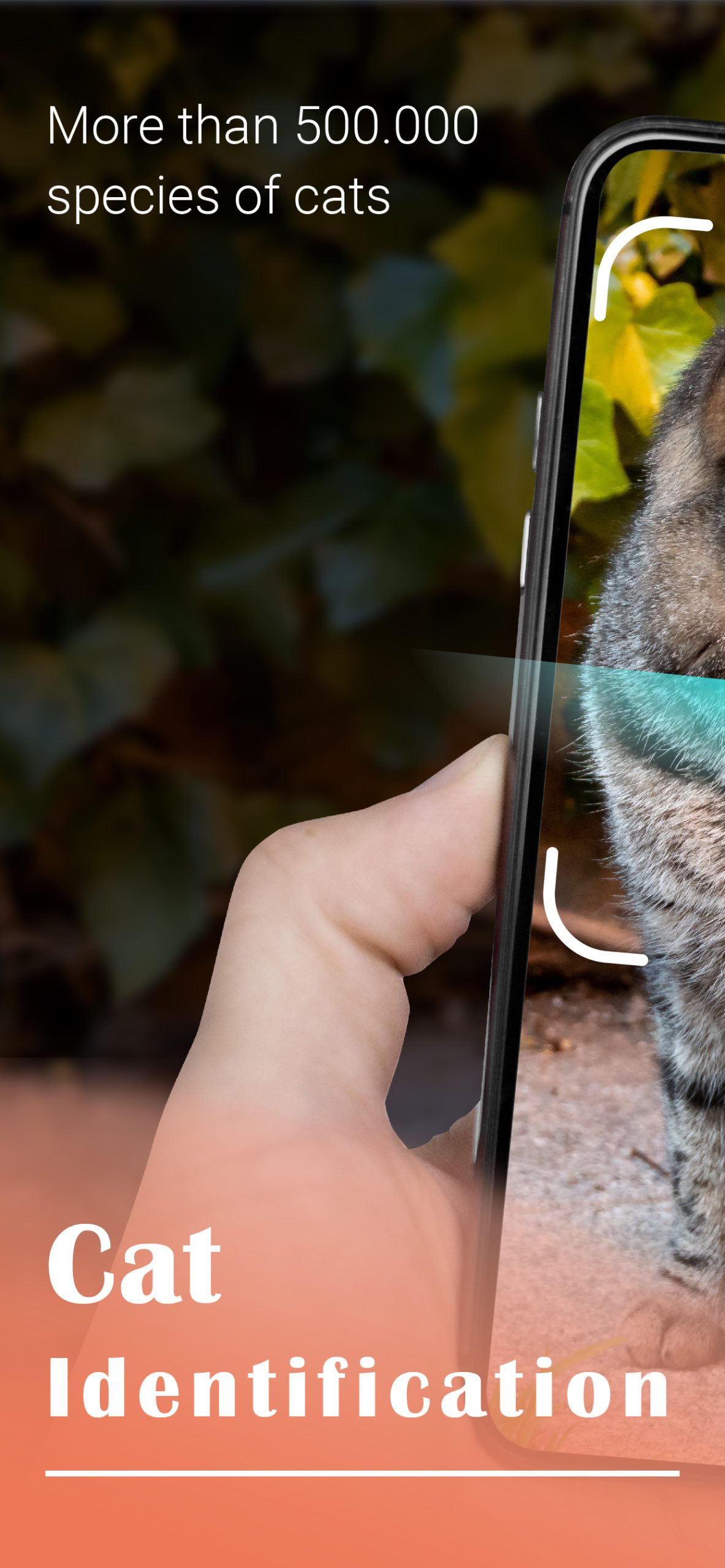 7 Best Cat Breed Identifier Apps for Android & iOS | Freeappsforme ...
