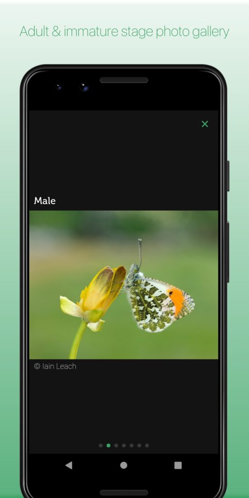 7 Best Butterfly Identification Apps for Android & iOS | Free apps for ...