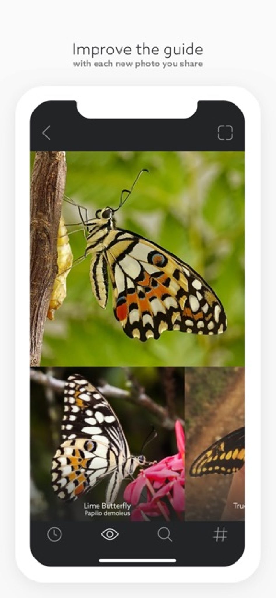 7 Best Butterfly Identification Apps for Android & iOS | Freeappsforme ...