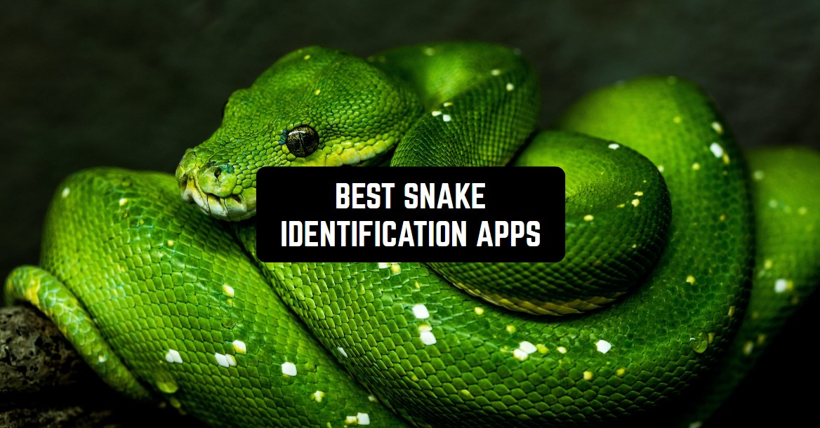 7 Best Snake Identification Apps for Android & iOS | Freeappsforme ...