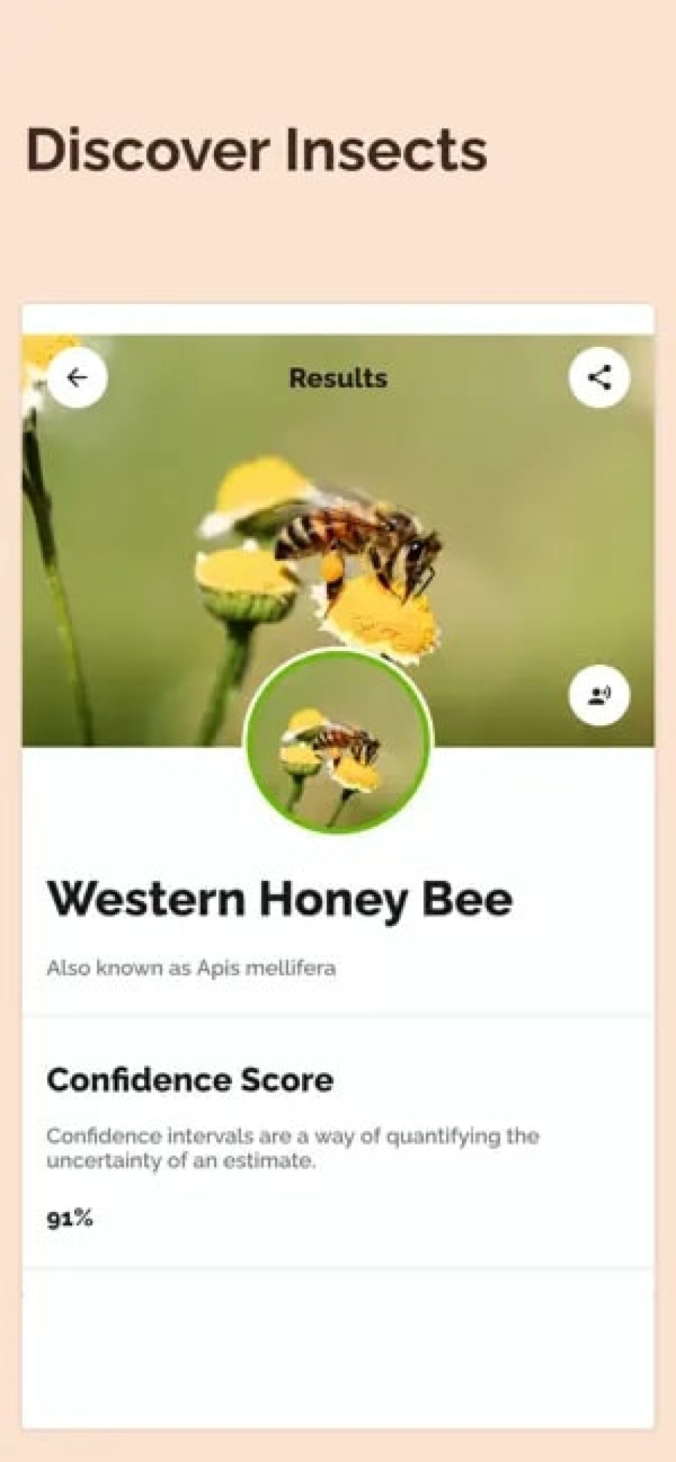 5 Best Spider Identification Apps for Android & iOS | Freeappsforme ...