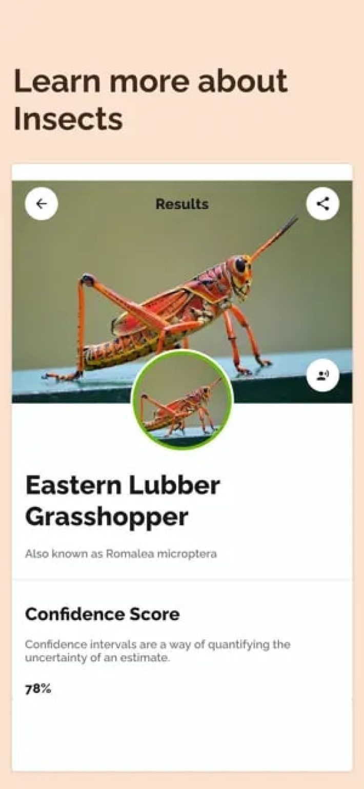5 Best Spider Identification Apps for Android & iOS | Freeappsforme ...