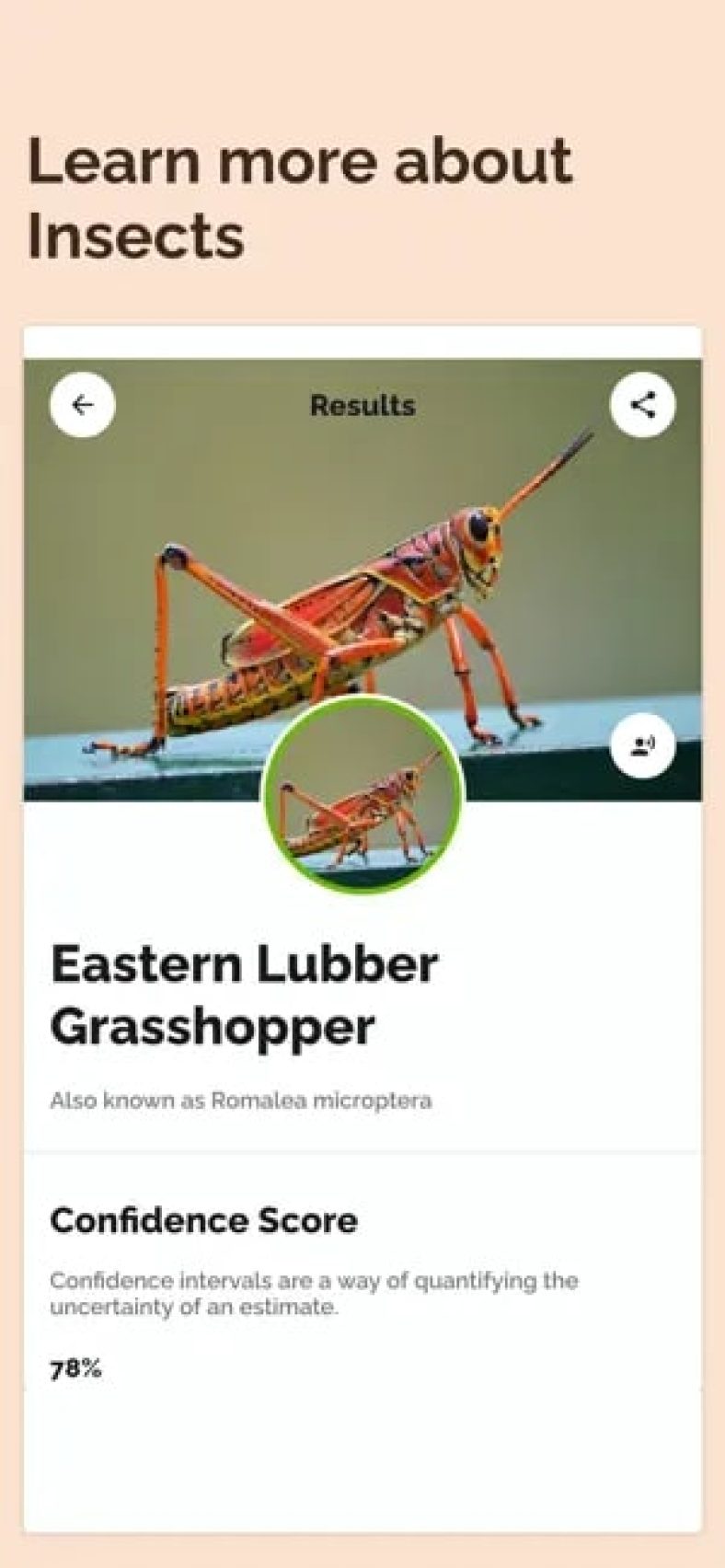 5 Best Spider Identification Apps for Android & iOS | Freeappsforme ...