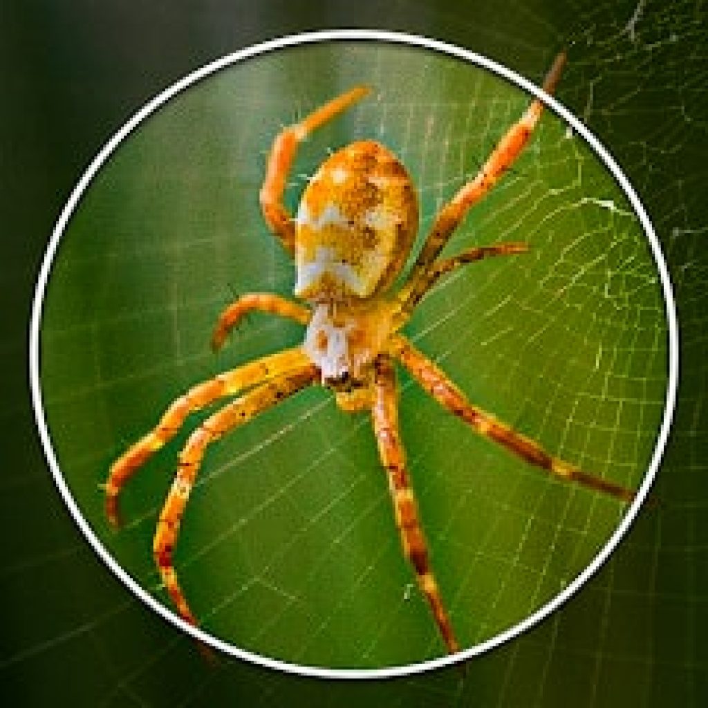8 Best Spider Identification Apps for Android & iOS | Freeappsforme ...