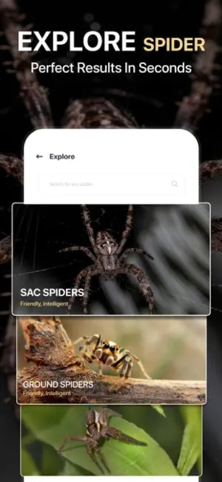 5 Best Spider Identification Apps For Android Ios Freeappsforme