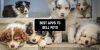 7 Best Apps to Sell Pets in 2026 | Freeappsforme - Free apps for ...