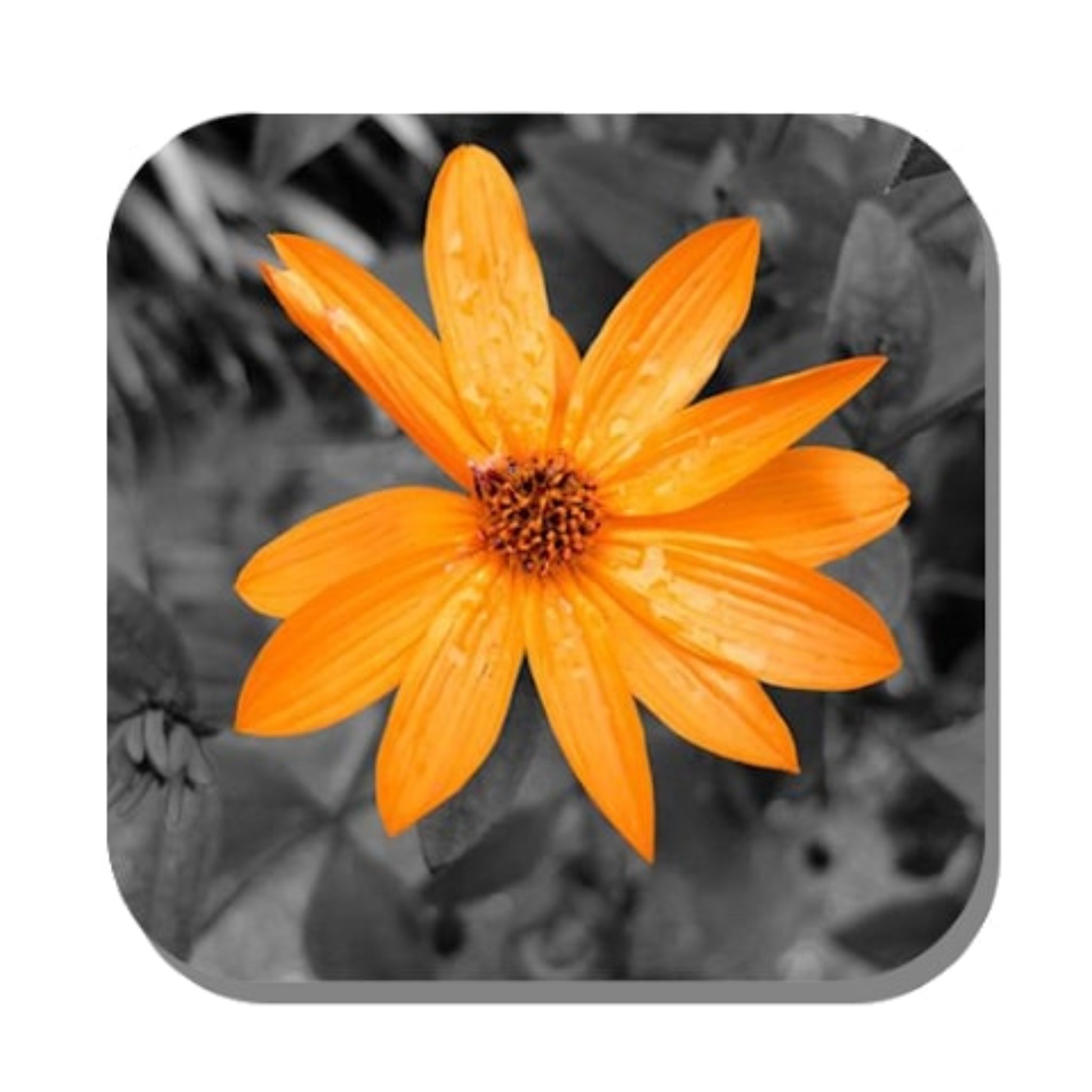 11 Free Apps to Replace Color in Image (Android & iOS) | Freeappsforme ...