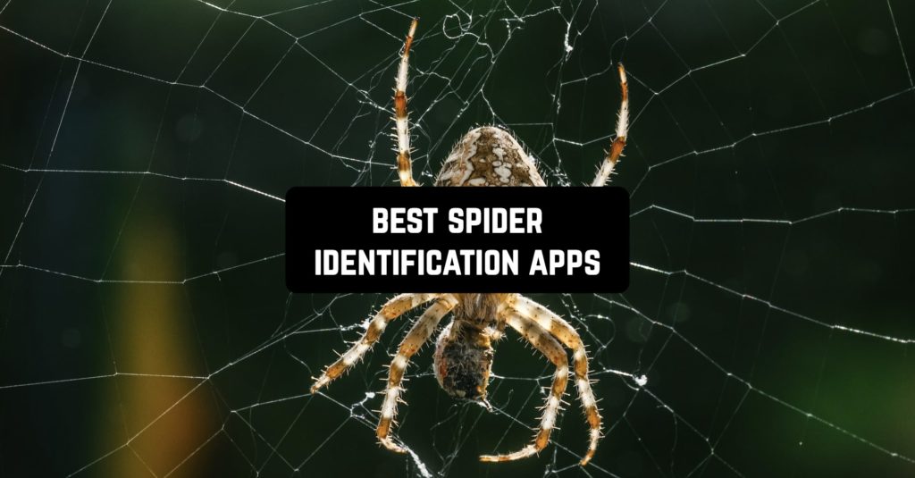 8 Best Spider Identification Apps for Android & iOS | Freeappsforme ...