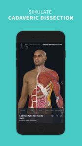 8 Free Muscle Anatomy Apps For Android & iOS | Freeappsforme - Free ...