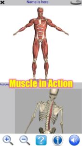 13 Best Anatomy Apps for Android & IOS | Freeappsforme - Free apps for ...