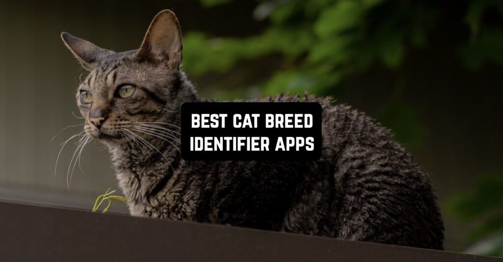 8 Best Cat Breed Identifier Apps for Android & iOS | Freeappsforme ...