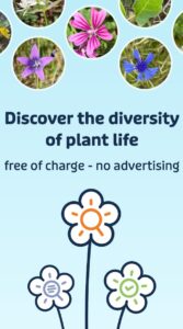 6 Free Flower Identification Apps for Android & iOS | Freeappsforme ...