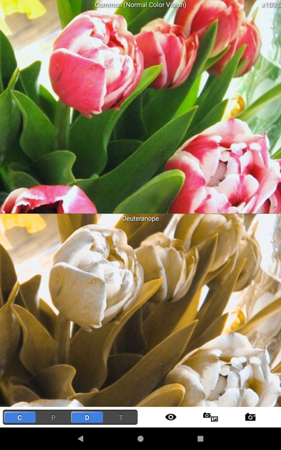 5 Best Dog Vision Filter Apps for Android & iOS | Freeappsforme - Free ...