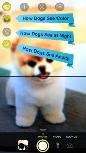 5 Best Dog Vision Filter Apps for Android & iOS | Freeappsforme - Free ...